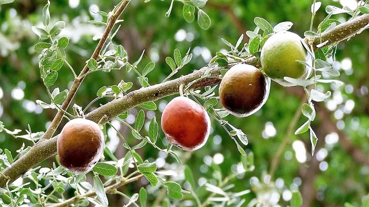 Frutos nativos como el chañar y el copao podrían prevenir la diabetes ...