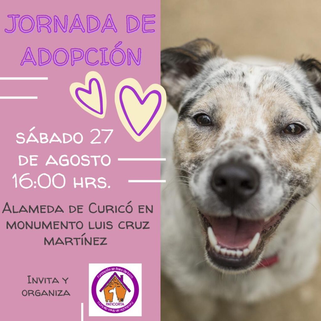 Paticorta realizará nueva jornada de adopción este sábado en Curicó ...